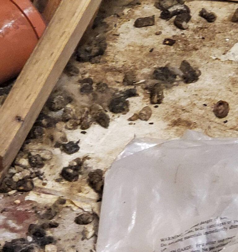 Rodent Feces Removal & Cleaning Oakland, San Francisco, & Stockton, CA