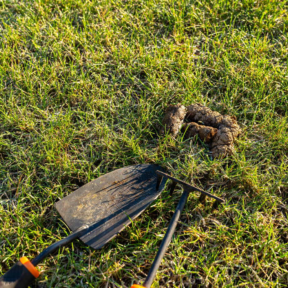 Animal & Pet Feces Cleanup and Dog Feces Removal in Sacramento, CA